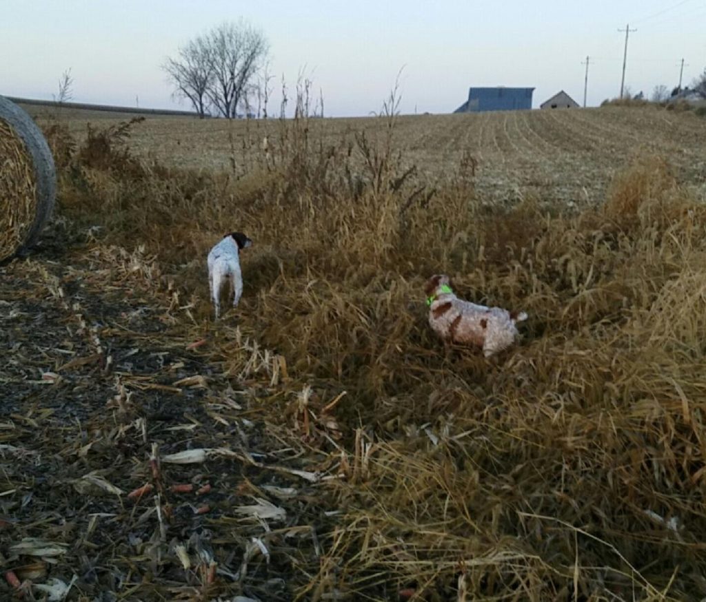 NW IA Pheasant Hunt | Northwest Iowa OutdoorsNorthwest Iowa Outdoors ...