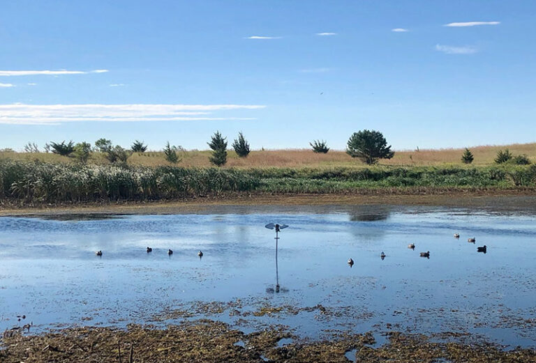 Taking a look at the early teal season | Northwest Iowa ...